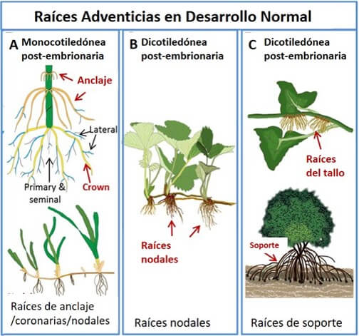 Tipos de Raíces en Cultivos | Intagri S.C.